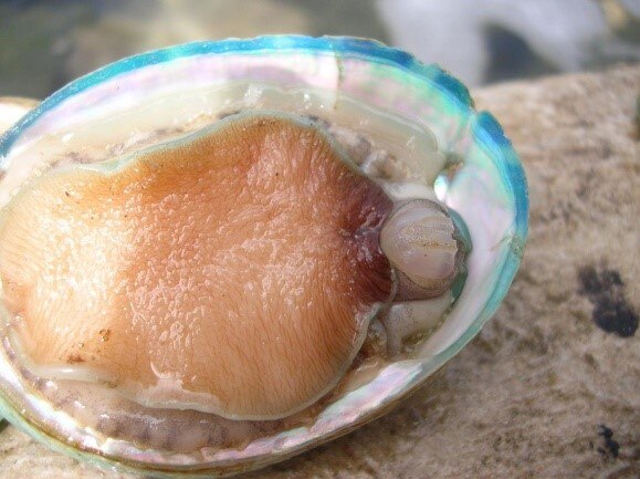 SA government shuts abalone fishery in South East due to virus spread ...