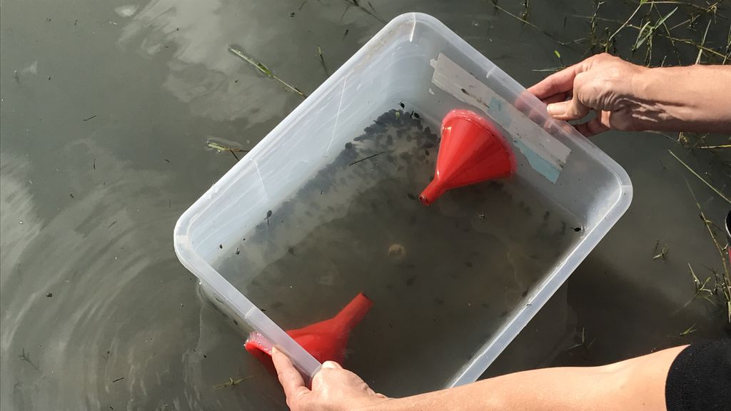 Toad Traps: A new weapon in the war against cane toads. - ABC News