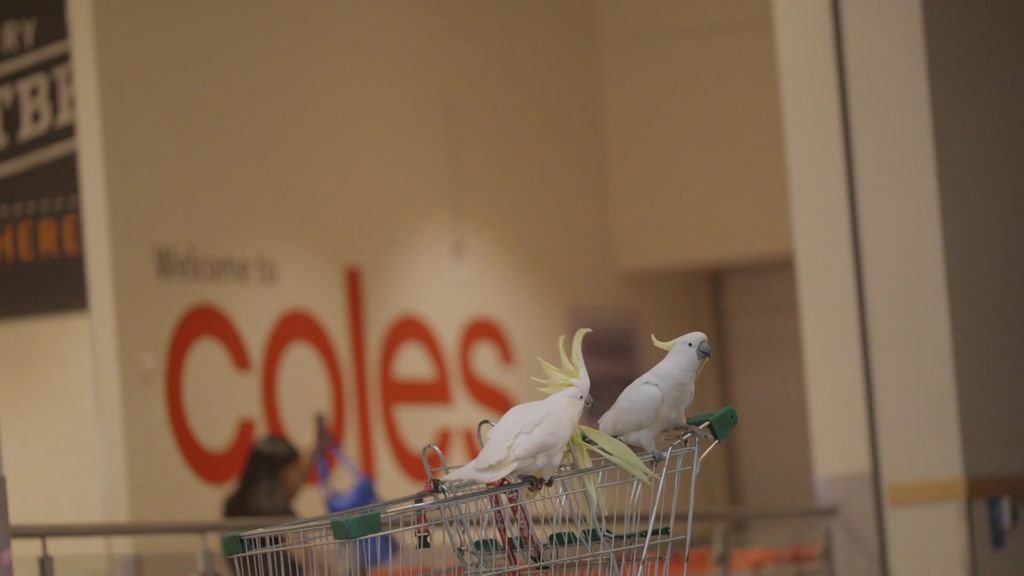 'Doris did most of the work': Cockatoo companion coaxes 'Mickey' to ...