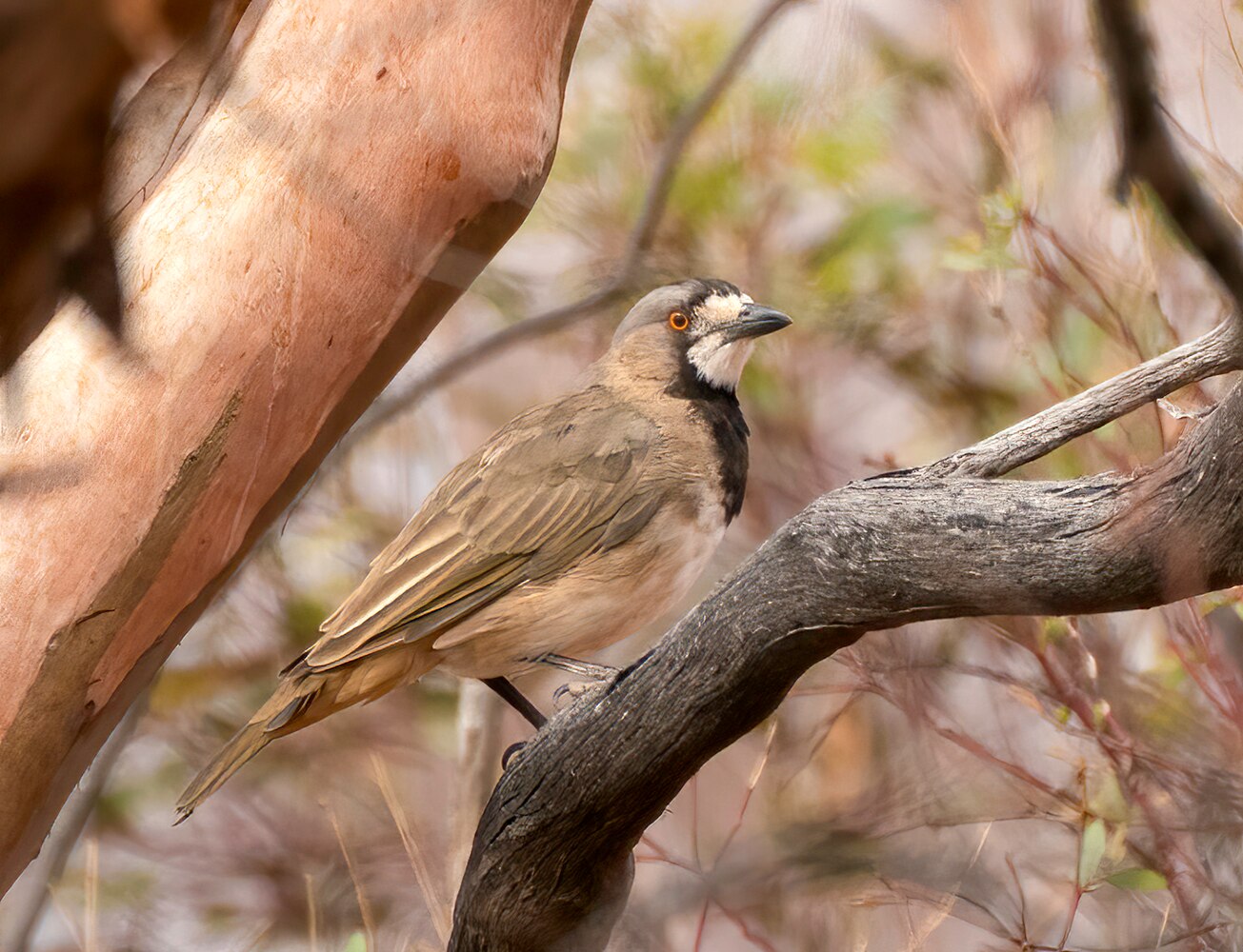 The history behind the emergence of Tajik terrorists in Russia - ABC listen