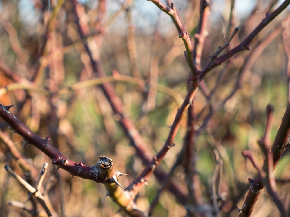 Your go-to guide for growing bloomin' great roses and how to care for ...