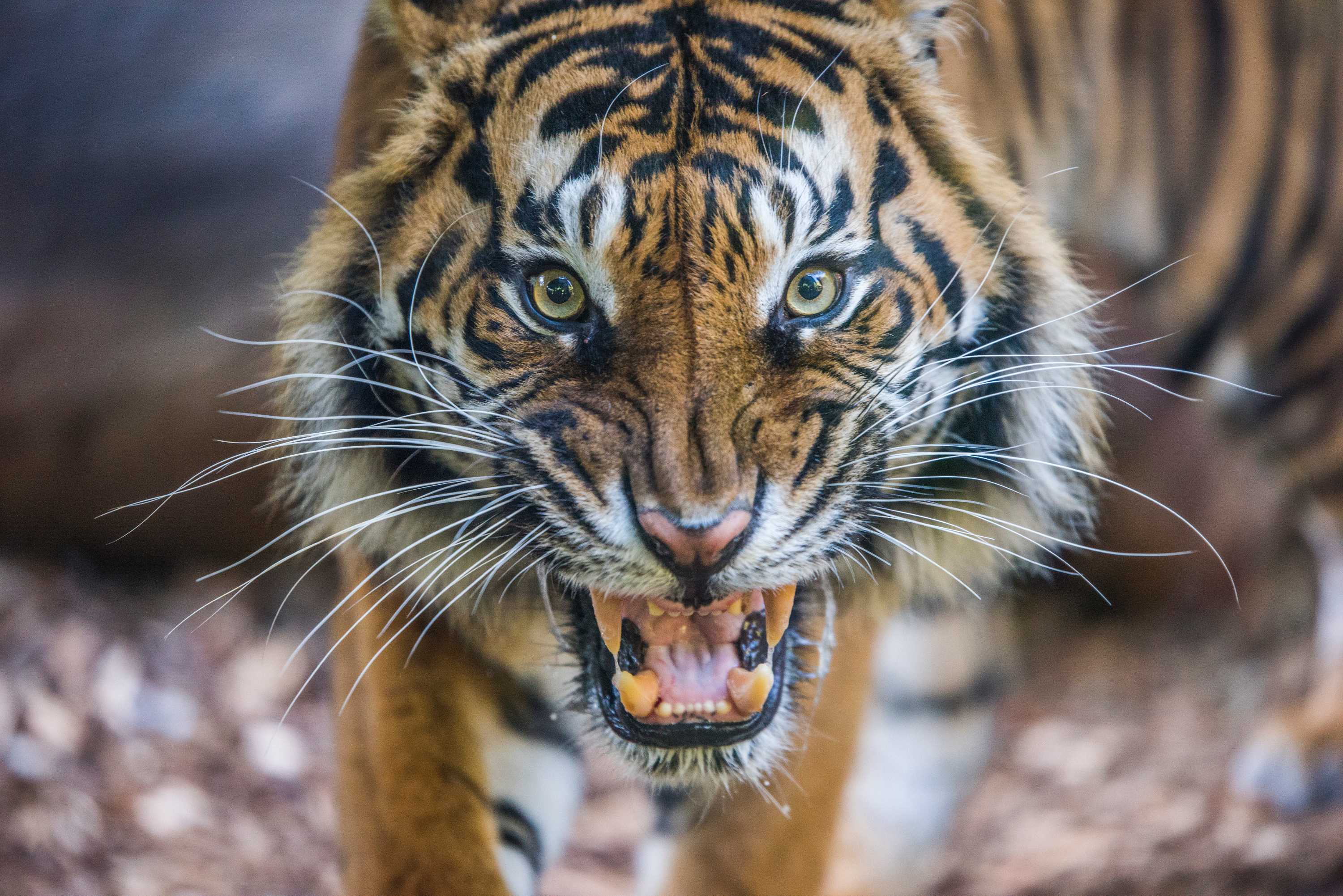 Birthday celebrations for Perth Zoo's only remaining lion, 18yo ...