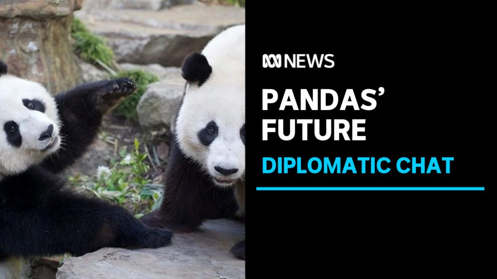Adelaide Zoo’s giant pandas set to return to China end of year - ABC News