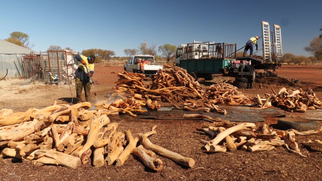 From the Gibson Desert to New York, these sandalwood harvesters are ...