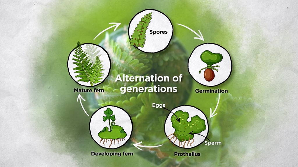 The Core of Spore - Gardening Australia