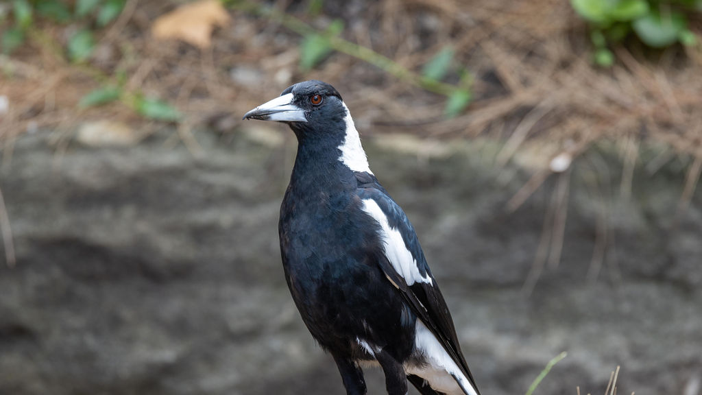 The magpie has been crowned the maker of Australia's favourite animal ...