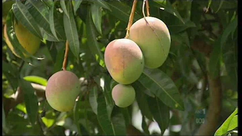 Bowen's mango title challenged by Rockhampton - ABC News