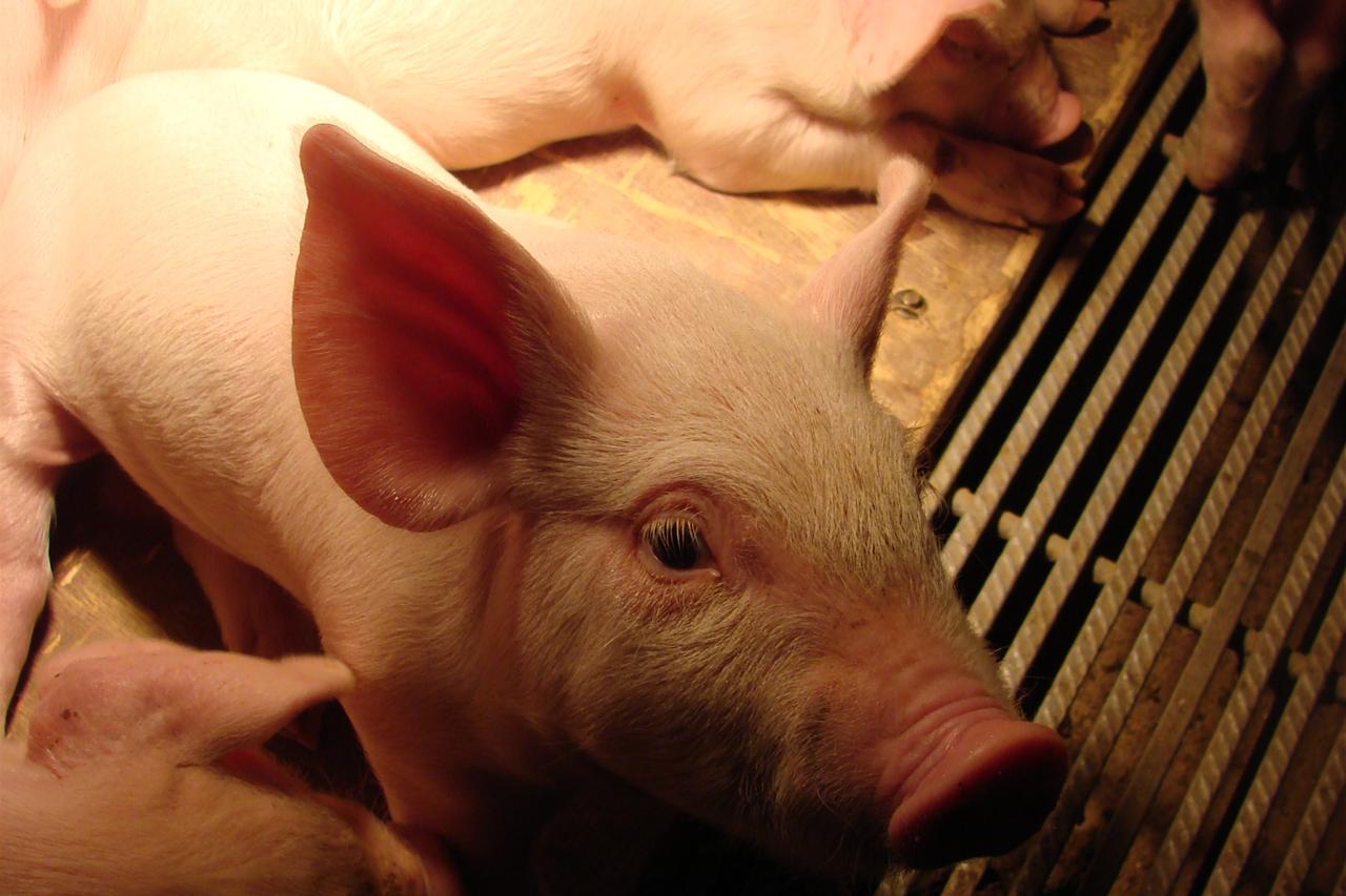 No porkies - but plenty of pigs on the Rural Report - ABC News