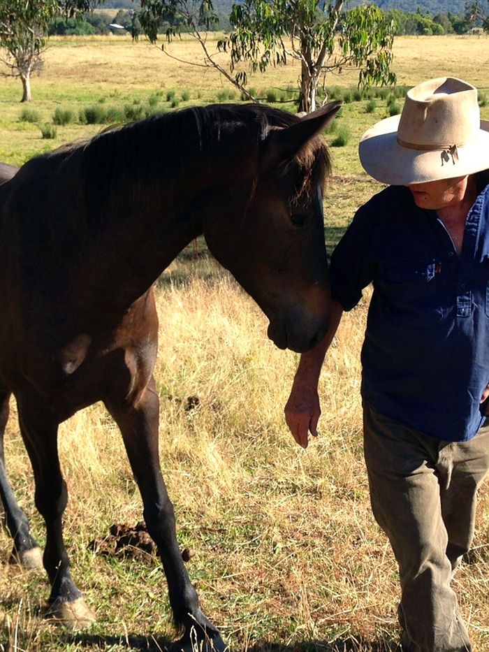 Conservationists call for high country brumby cull - ABC listen