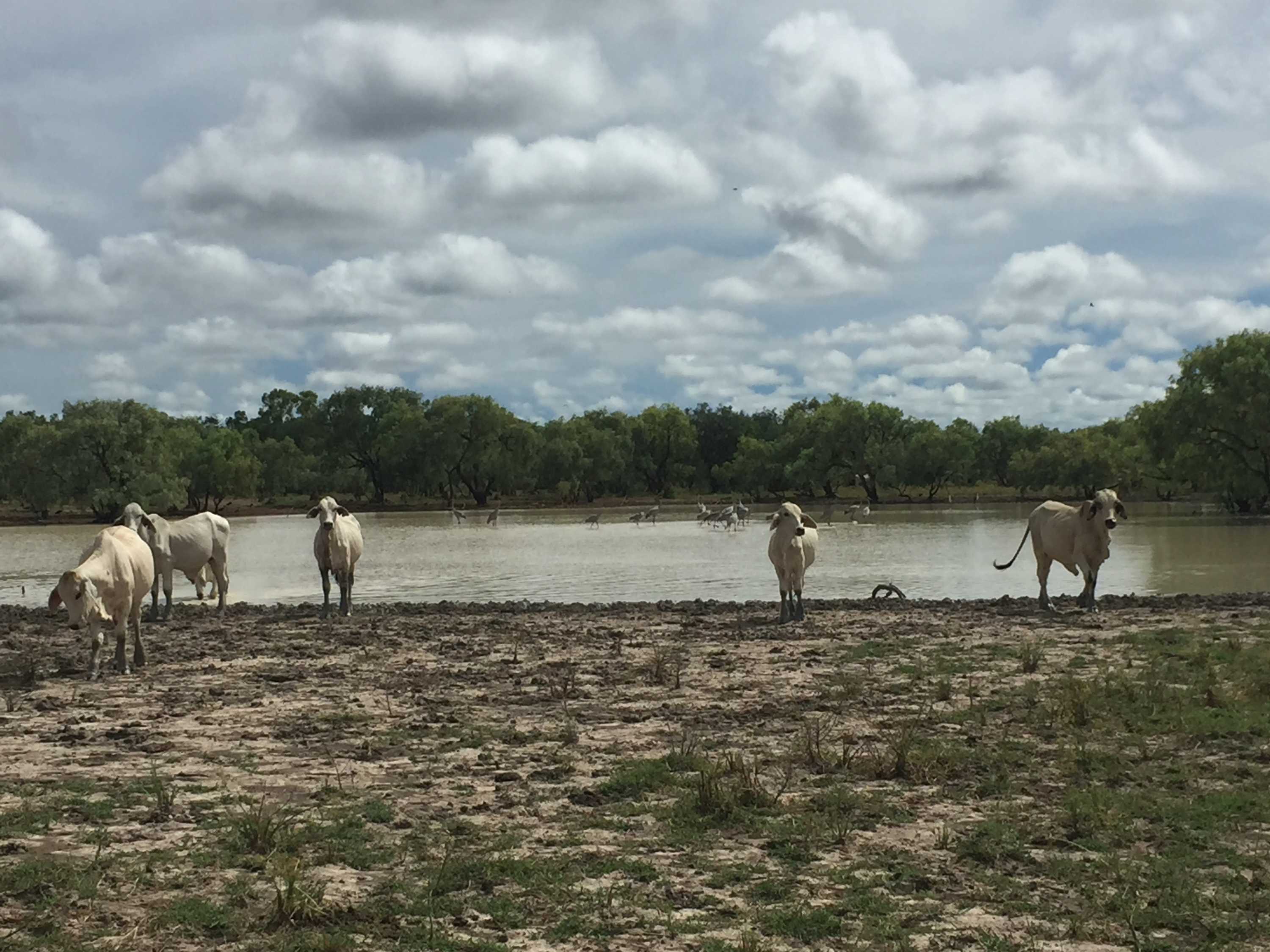 Building a home and successful cattle business on the Sturt Plains of ...