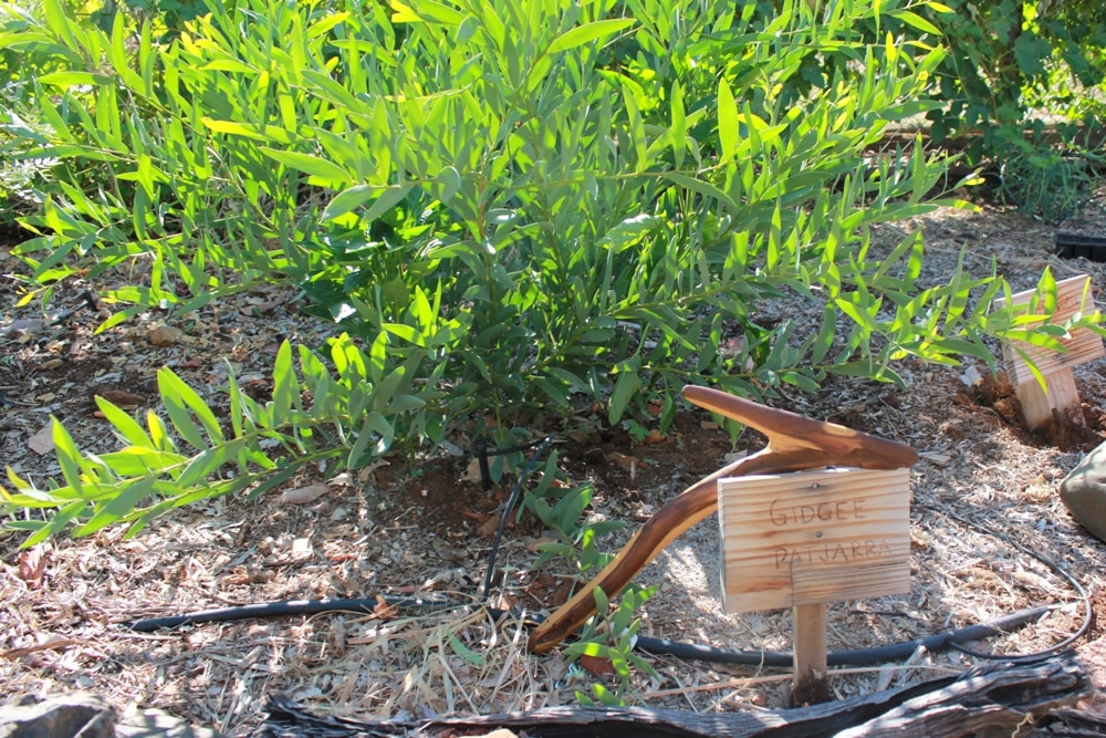 Mt Isa bush tucker garden helps Indigenous students connect with ...