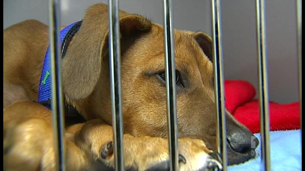 Eliza Blue - ABC News