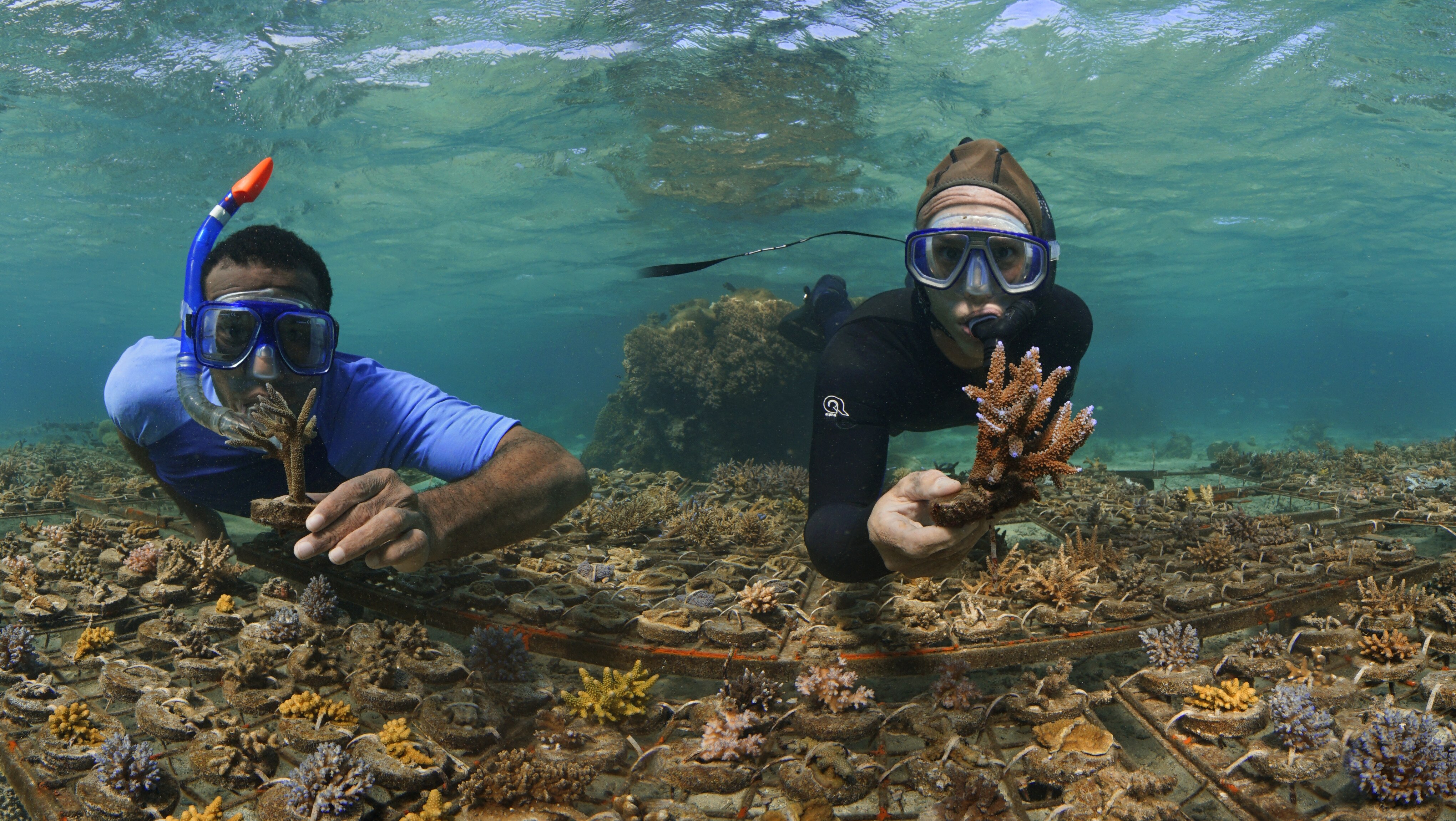Fiji's beaches and reefs face an uncertain future but this scientist says 'assisted evolution ...