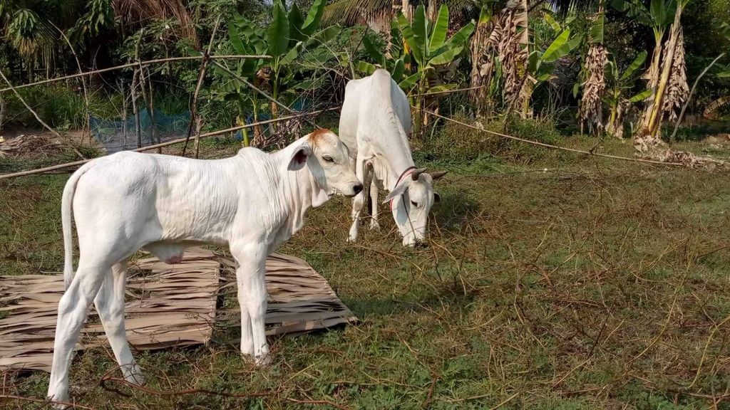 Having cows in Cambodia can help families out of poverty. - ABC News