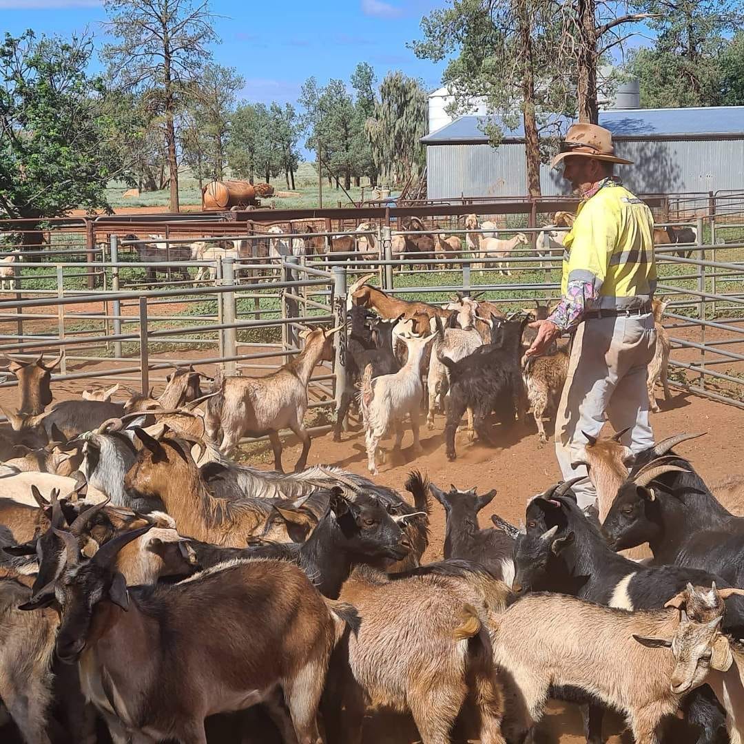Chinese consumers hungry for cheap Australian goat meat, while farmers ...