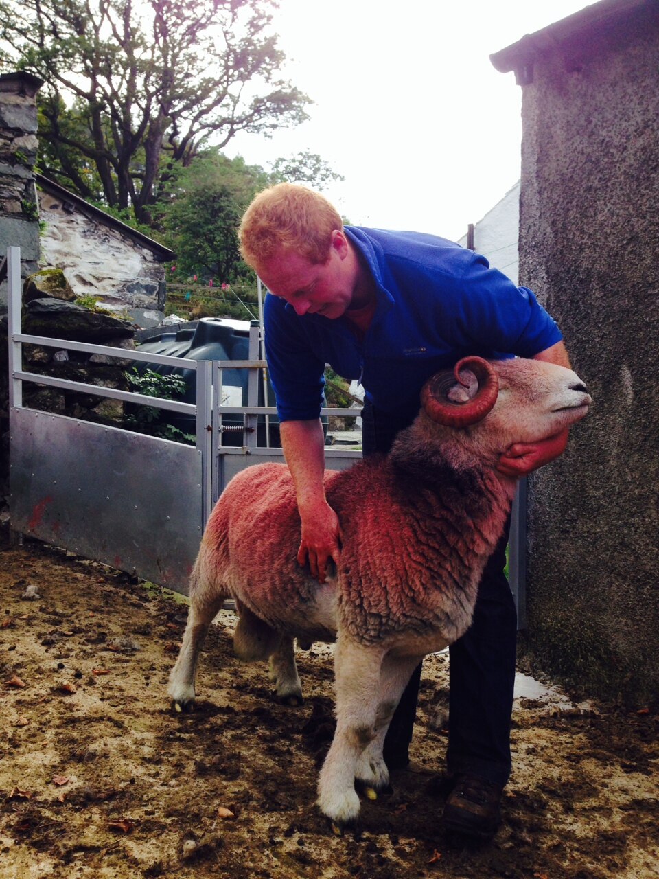 Herdwick sheep- bred in England's Lake District with fleece as hard as ...