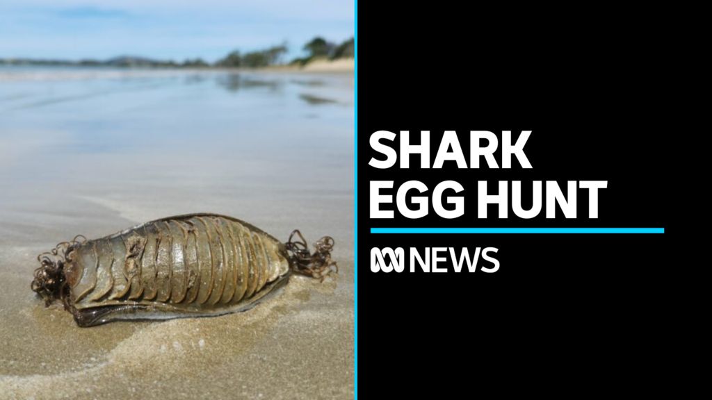 Hunt for shark egg cases launches in Australia - ABC News