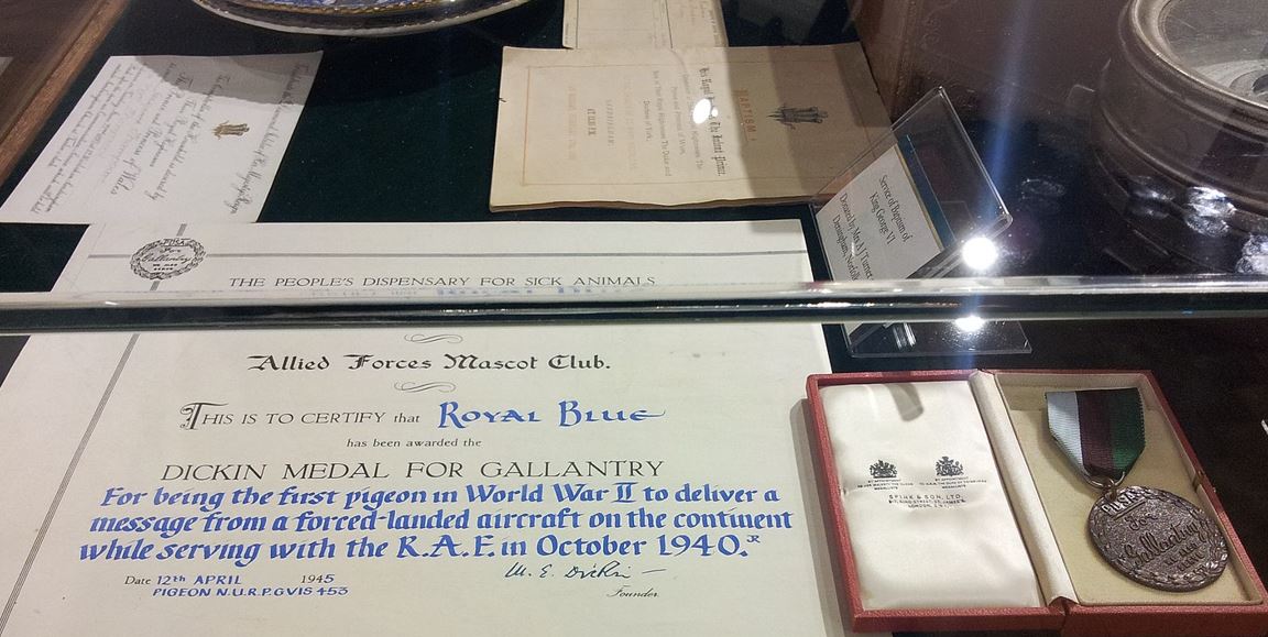 Victorian pigeon racing event to mark death of Queen Elizabeth II - ABC ...