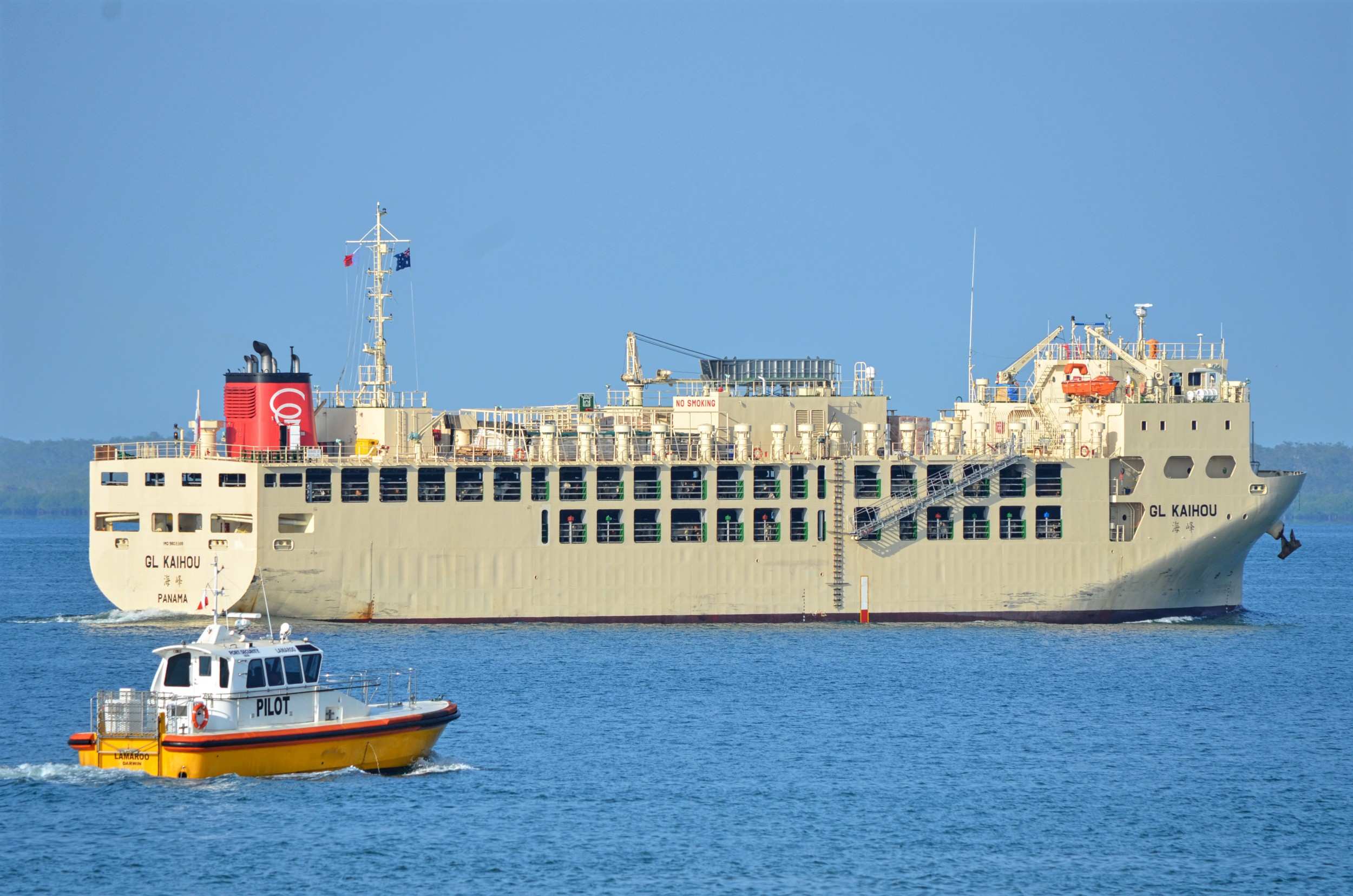 Cattle vessel GL Kaihou departs Darwin Port with second shipment as ...