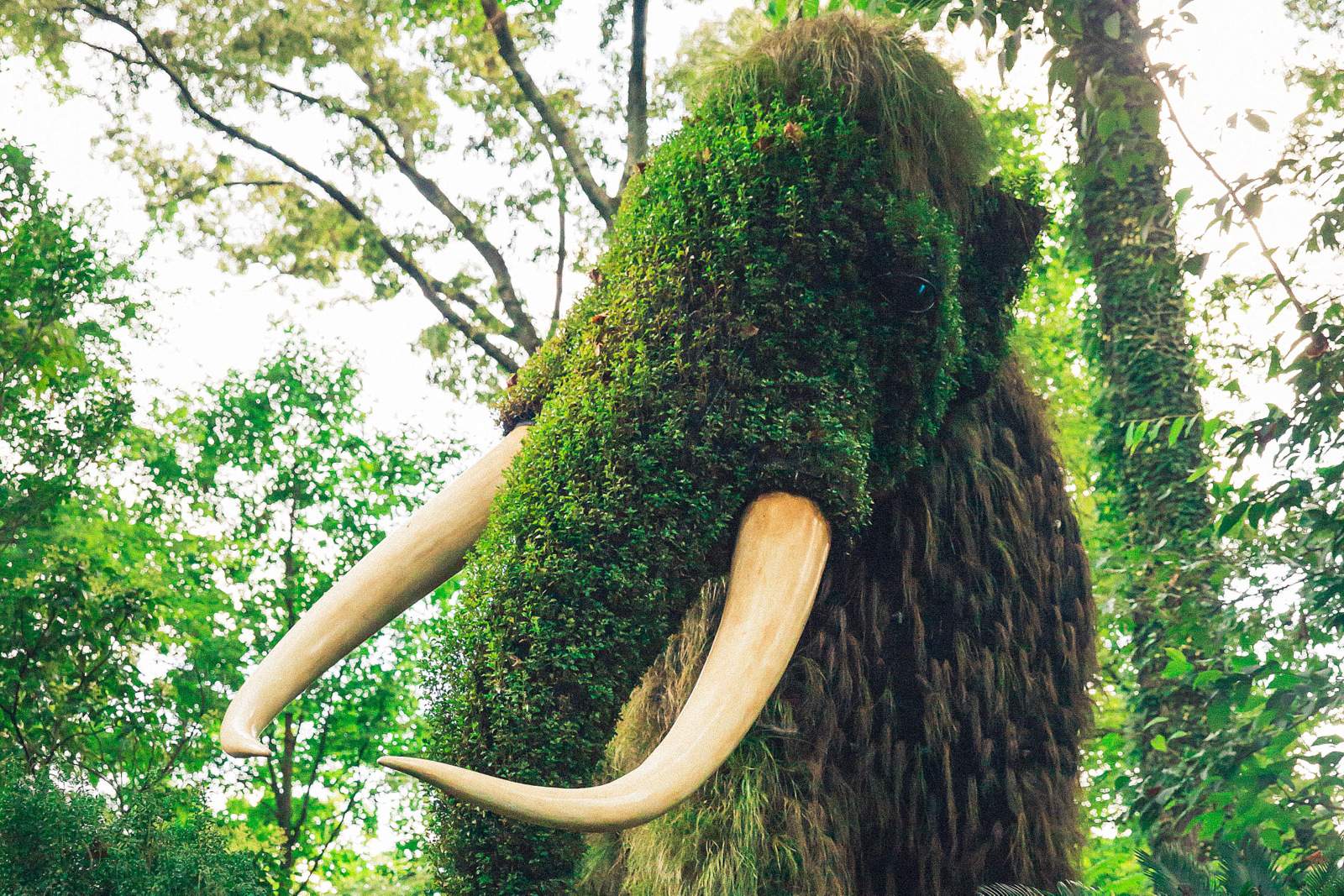 Permafrost revelation: a fossilised mammoth sees hope in 2021 - ABC ...