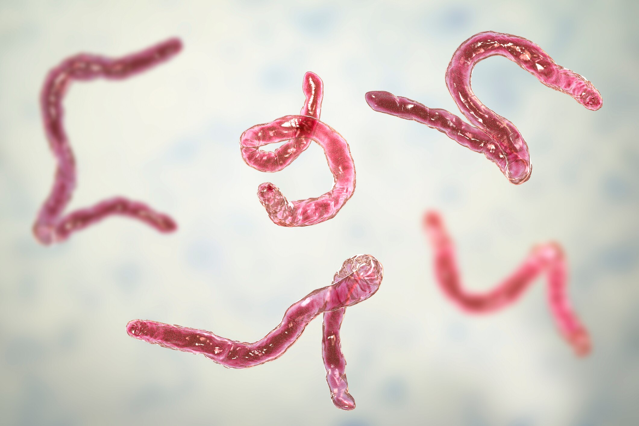The healing potential of worms - ABC listen