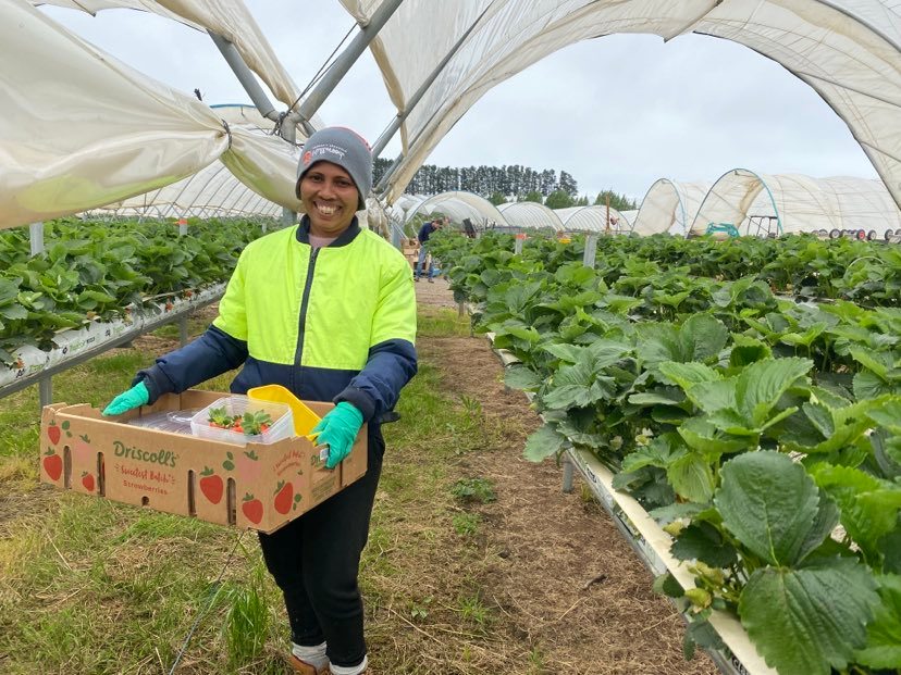 New app to monitor fruit pickers following changes to minimum wage ...