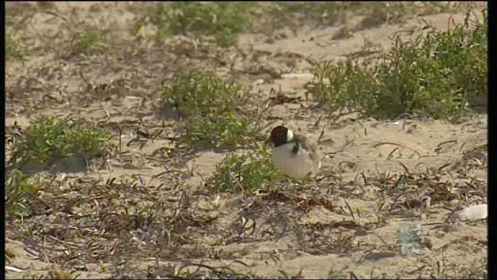 Dogs threaten Plover survival - ABC News