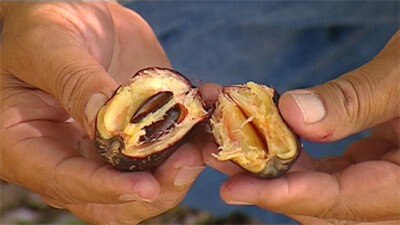 Understanding Bush Foods - Gardening Australia