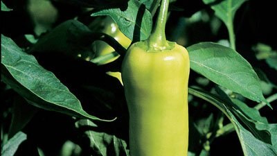 Capsicum - Gardening Australia