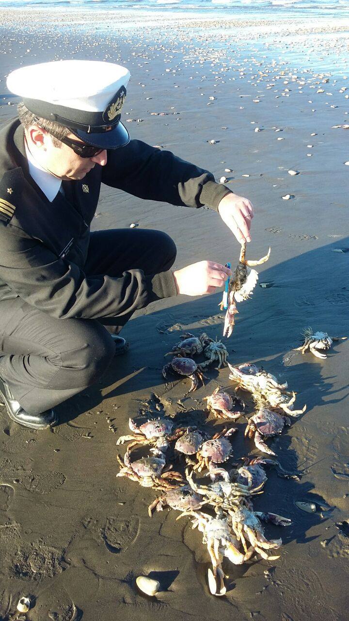 Wave of dead sea creatures hits Chile's beaches, experts blame El Nino ...