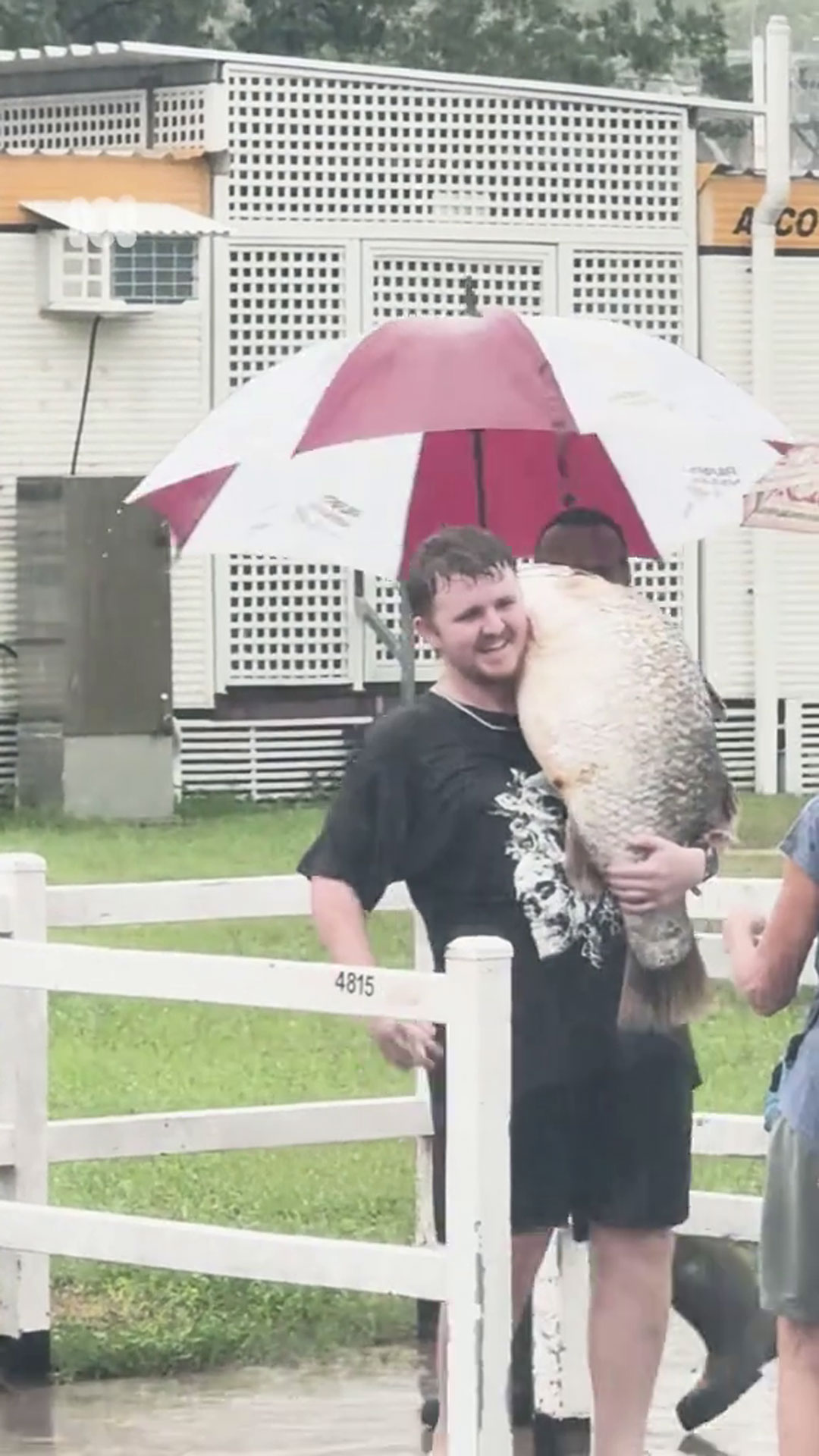 Monster barra caught in floodwaters - ABC News