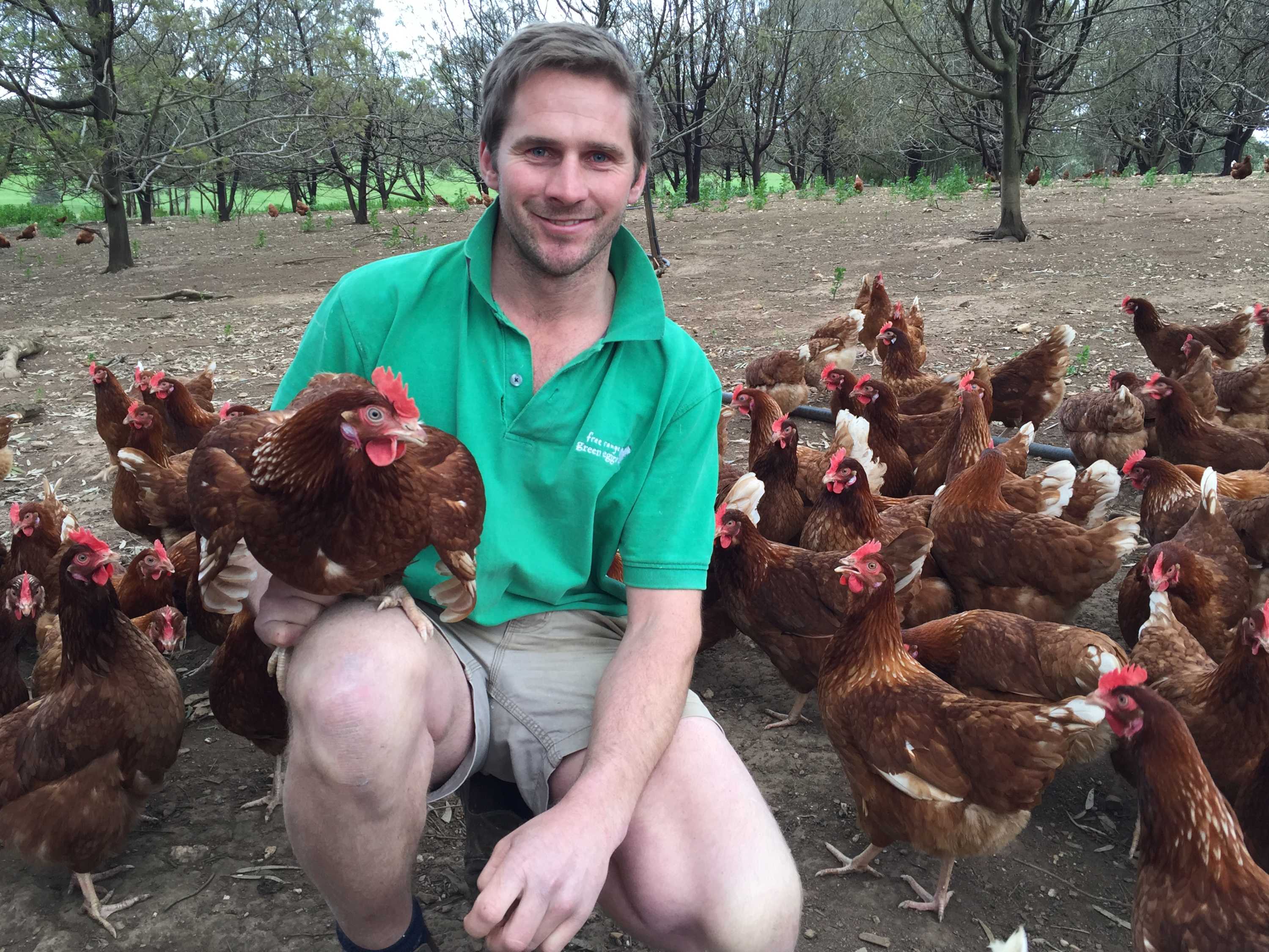 Farmers welcome new national standard for free-range egg production ...