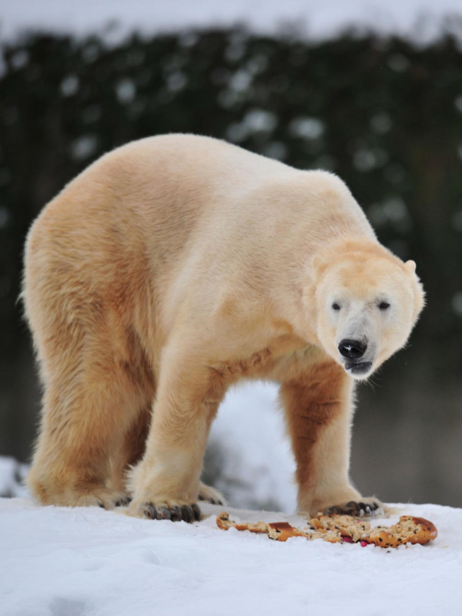 Polar bear star Knut dies in zoo - ABC News