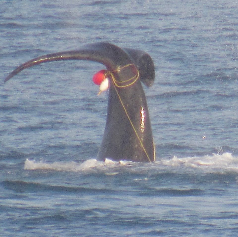 Whale rescue mission off Tasmanian coast as entangled animal spotted ...