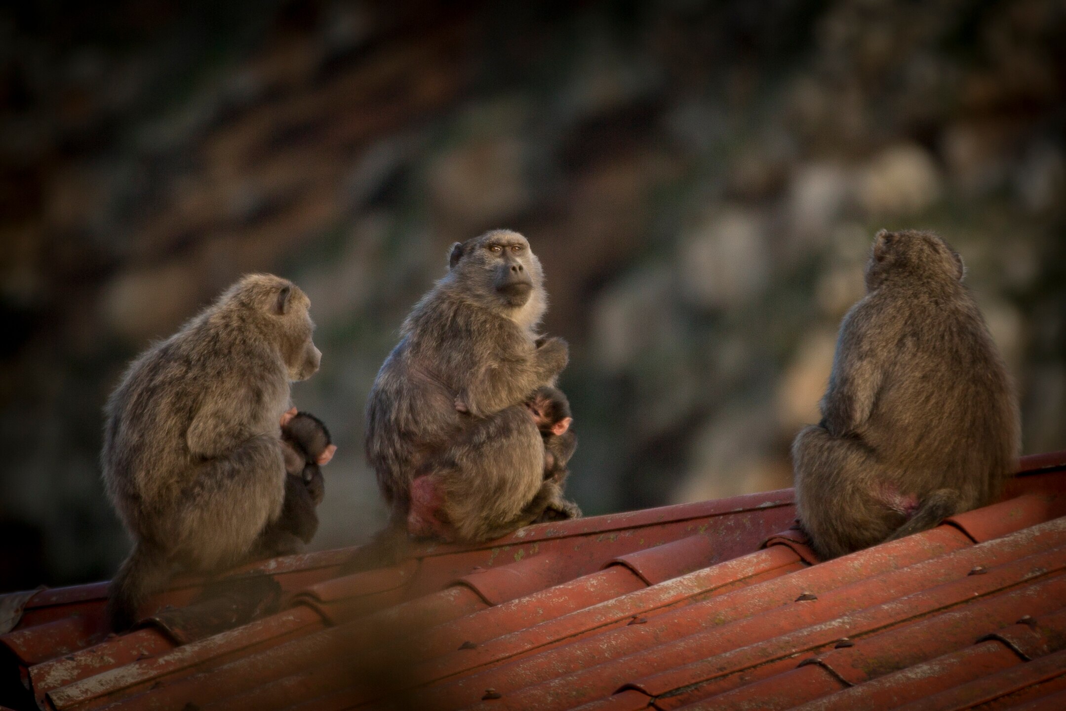 Residents in Cape Town clash over how to manage baboons that raid homes ...