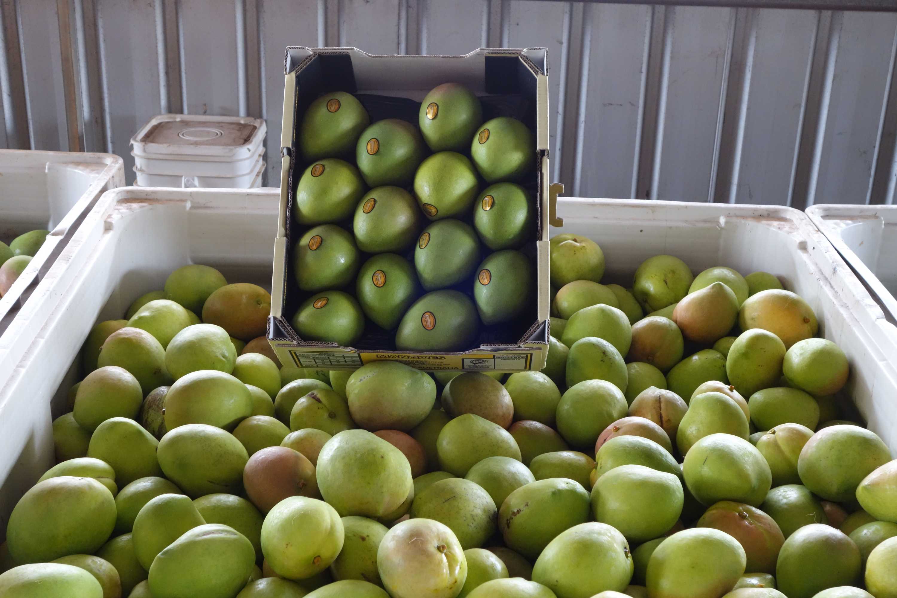Mango prices slide as Northern Territory sends over 530,000 trays to ...