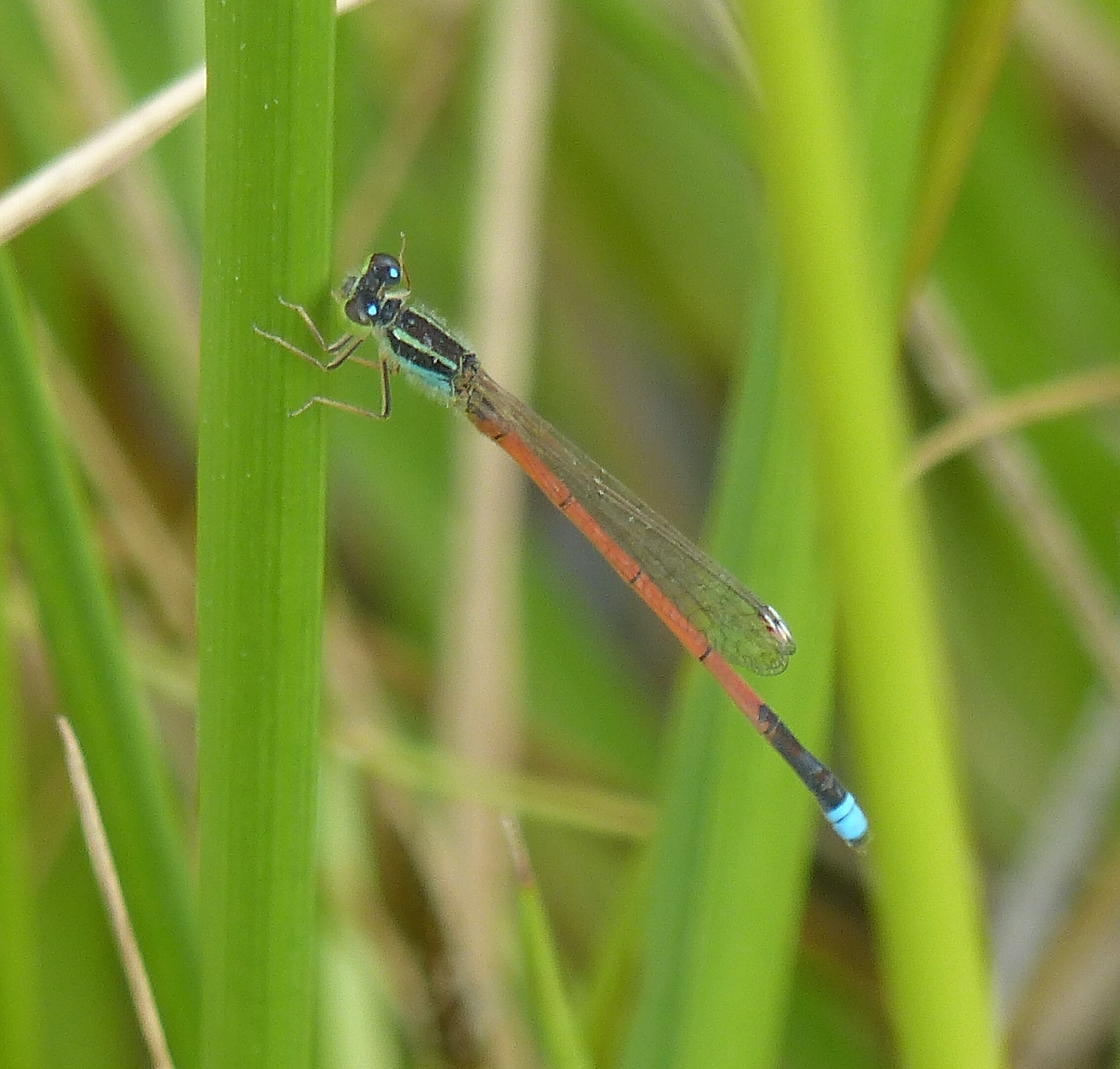 Dragonflies and damselflies: Why these vividly coloured, mosquito ...