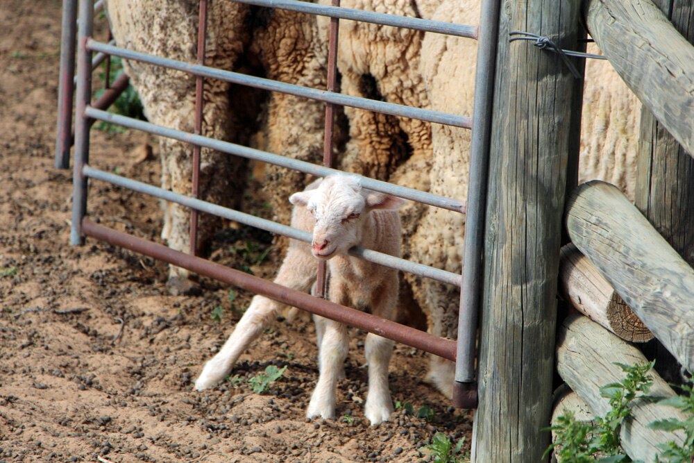 Family with merino wool in its genes - ABC News