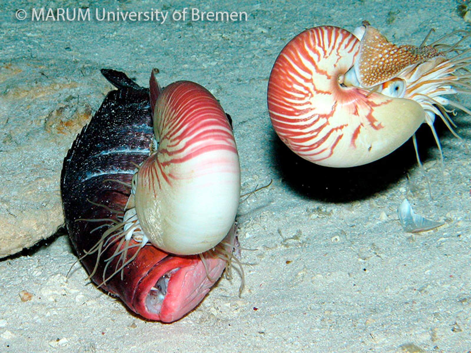 Living fossils discovered during deep sea expedition off Queensland ...