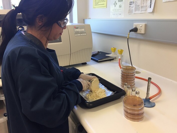 New bacteria being developed for cheese may save industry $10m a year ...