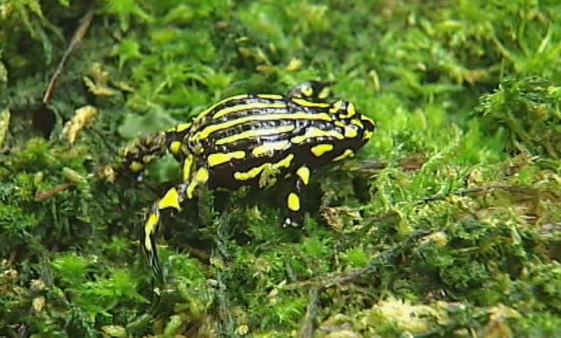 Corroboree frog making comeback in Kosciuszko National Park - ABC News