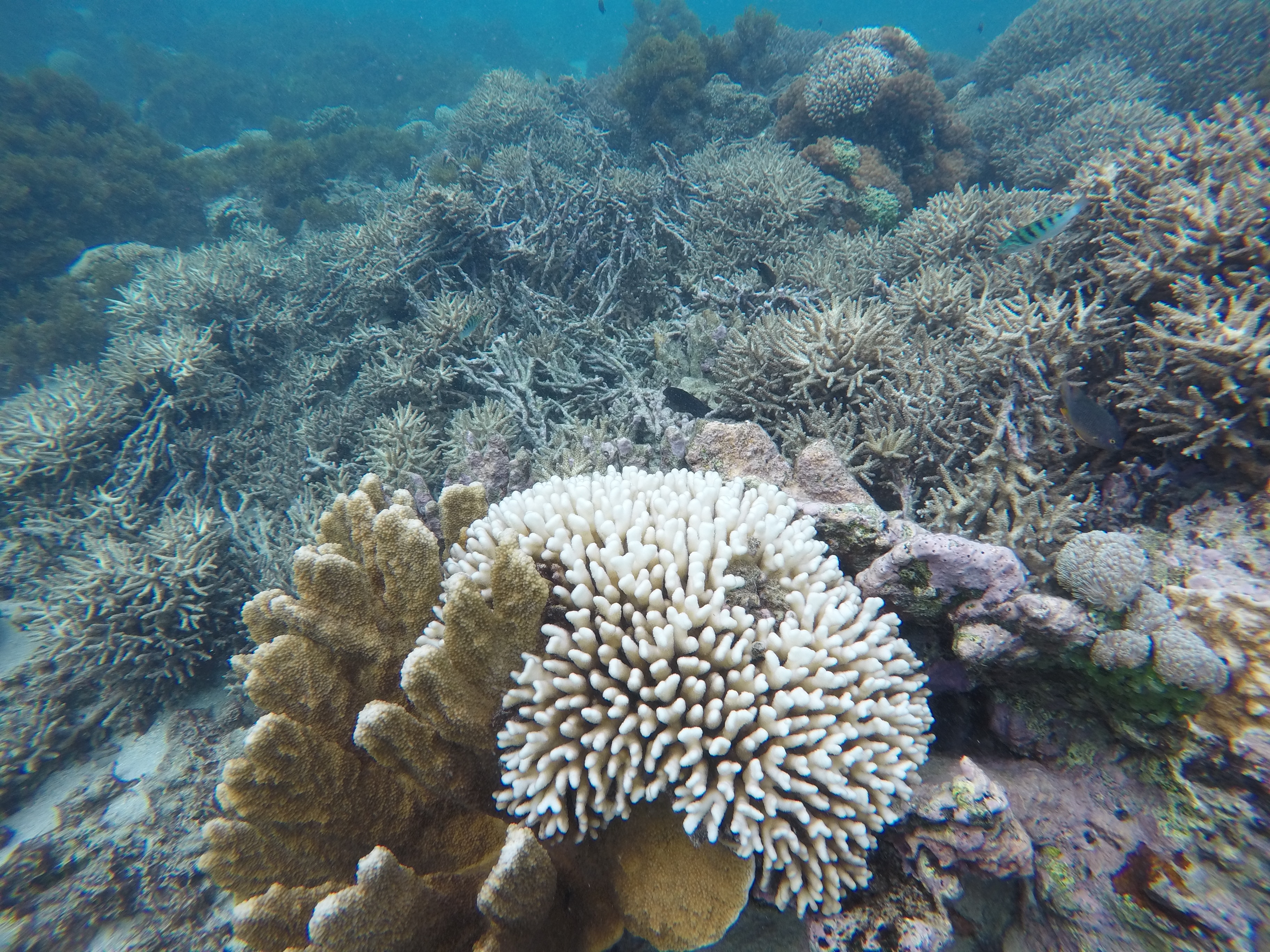 Coral reefs across the world 'in danger' as scientists note slowing ...