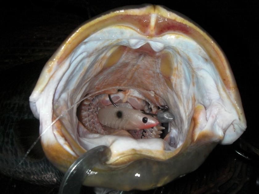 Bulldog's fish crackle - ABC News