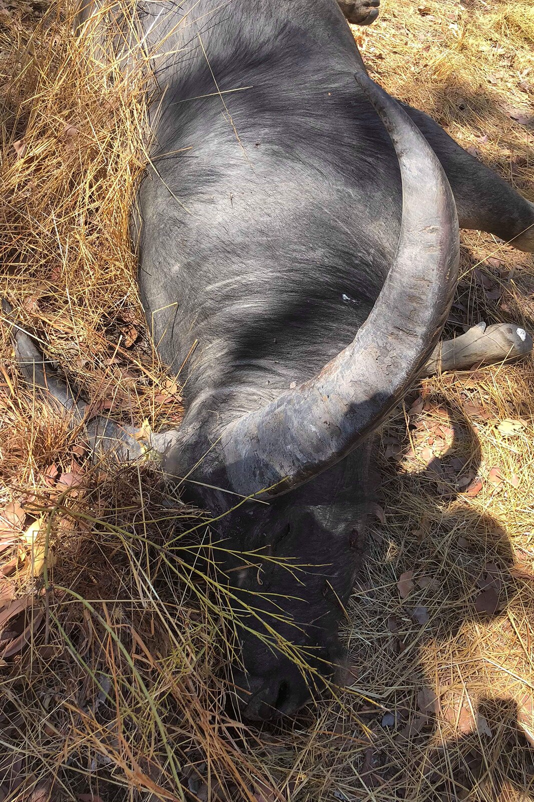 Hunter gored, pinned and trampled by 800kg buffalo near Darwin - ABC News