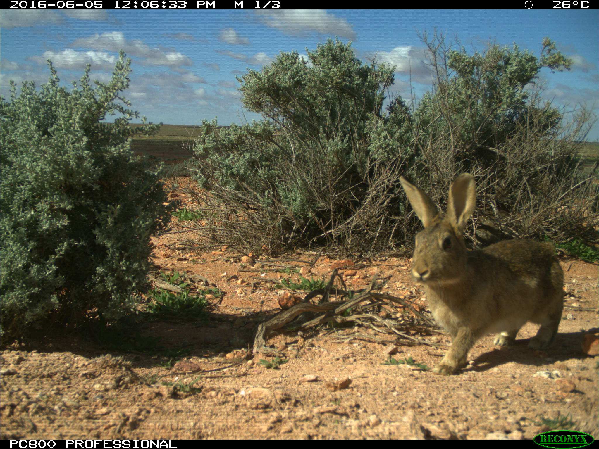 Feral cats' diet tracked ahead of calicivirus release - ABC News