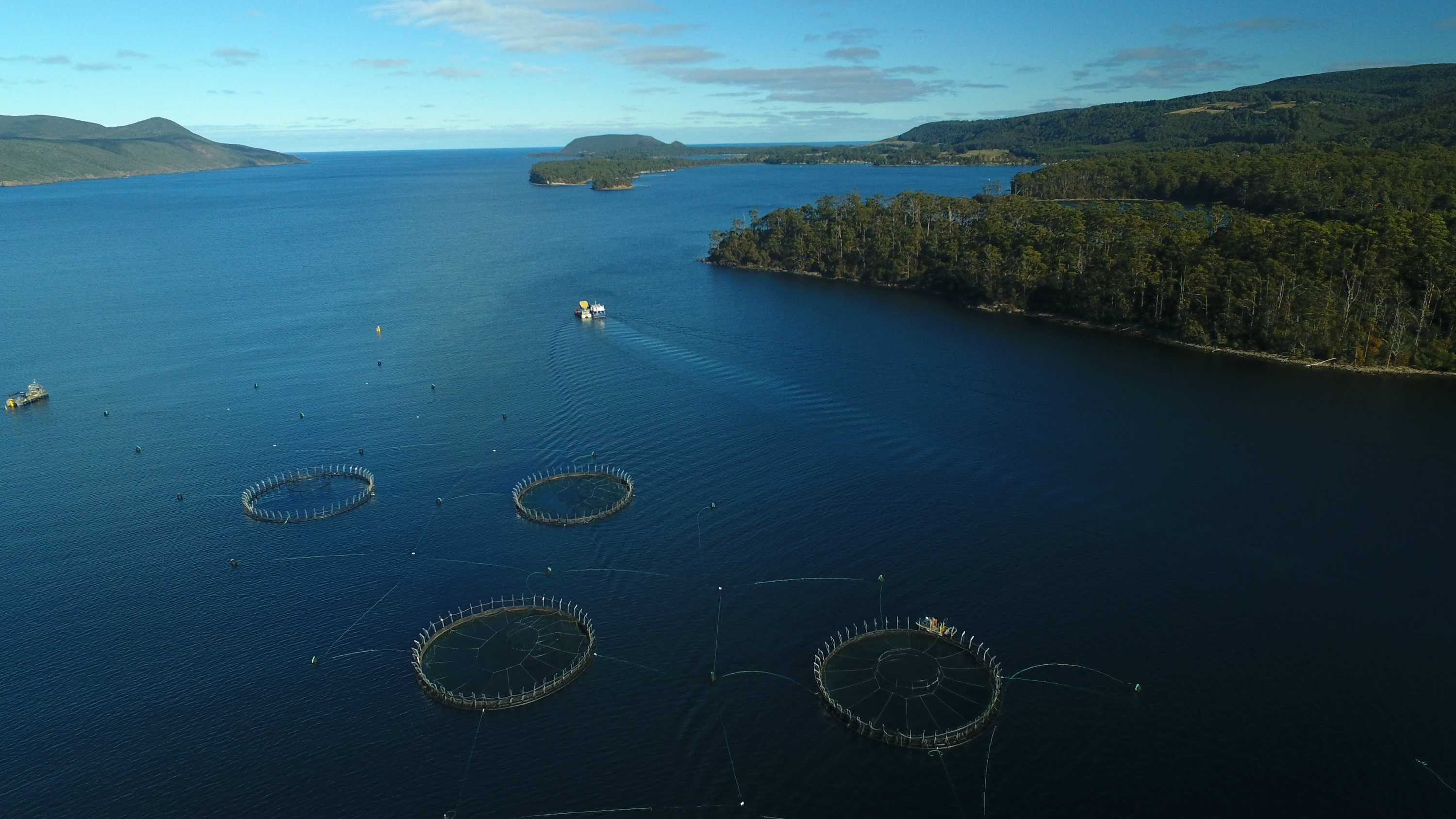 Fish farming returns to Port Arthur as Tassal prepares to restock lease ...