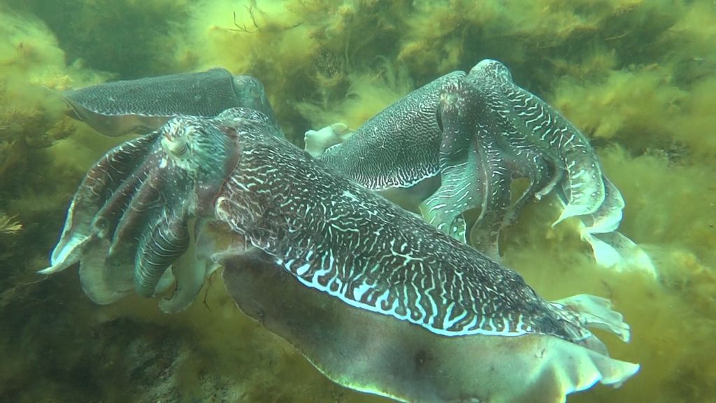 Whyalla Wonder: The marine spectacle that sparked a tourism boom - ABC News