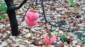 Pruning deciduous fruit trees - ABC listen