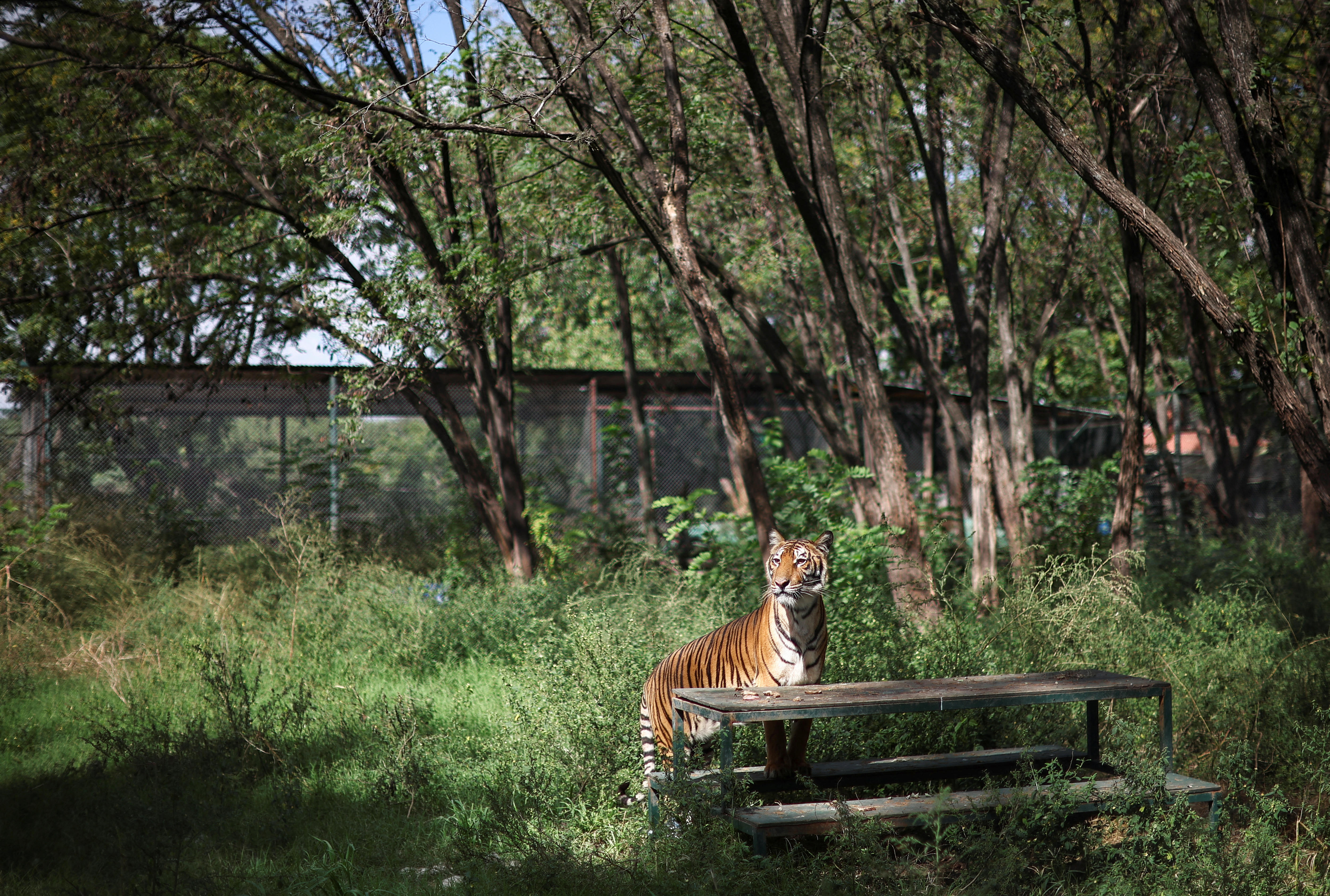 Deadly bird flu strain H5N1 kills dozens of captive tigers in Vietnam ...