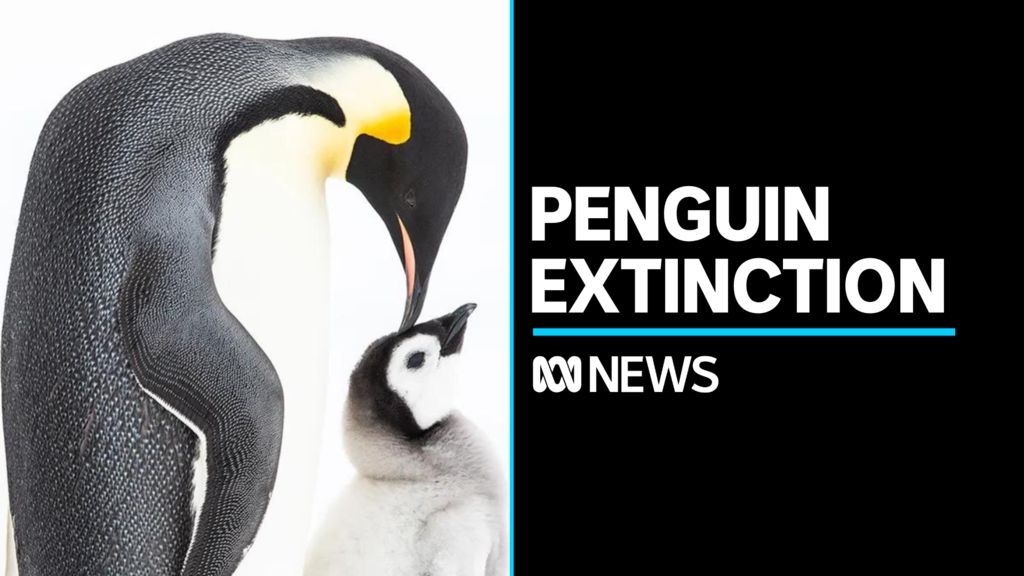 Baby emperor penguins drown in thousands after Antarctica sea ice melts ...